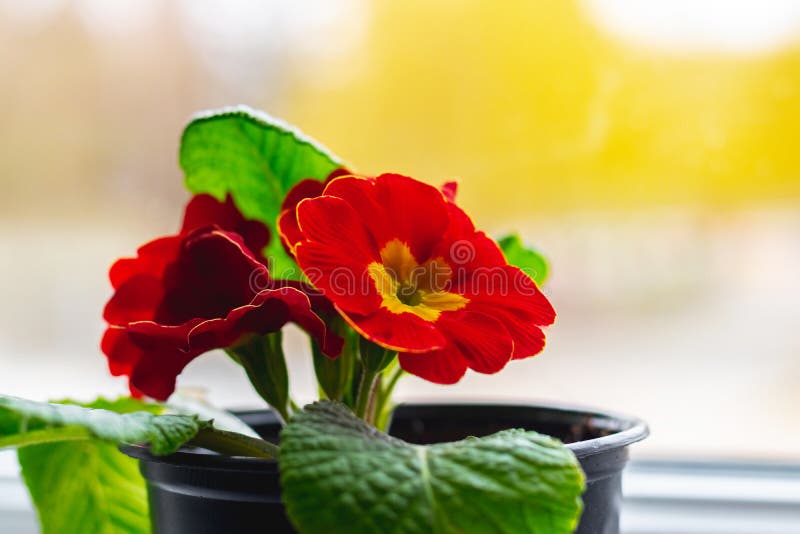 Red Primrose Flowers in Pot in Window Stock Photo - Image of springtime ...