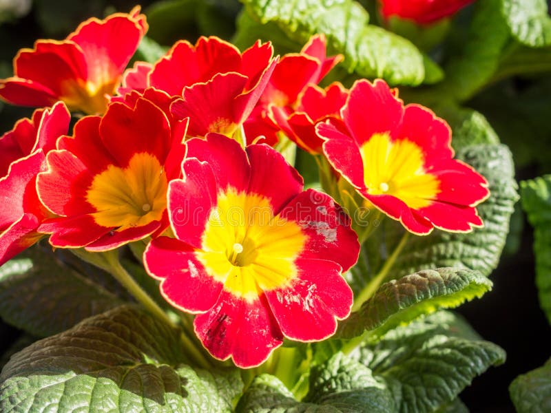 Red Primrose in the Spring stock photo. Image of flora - 194052984