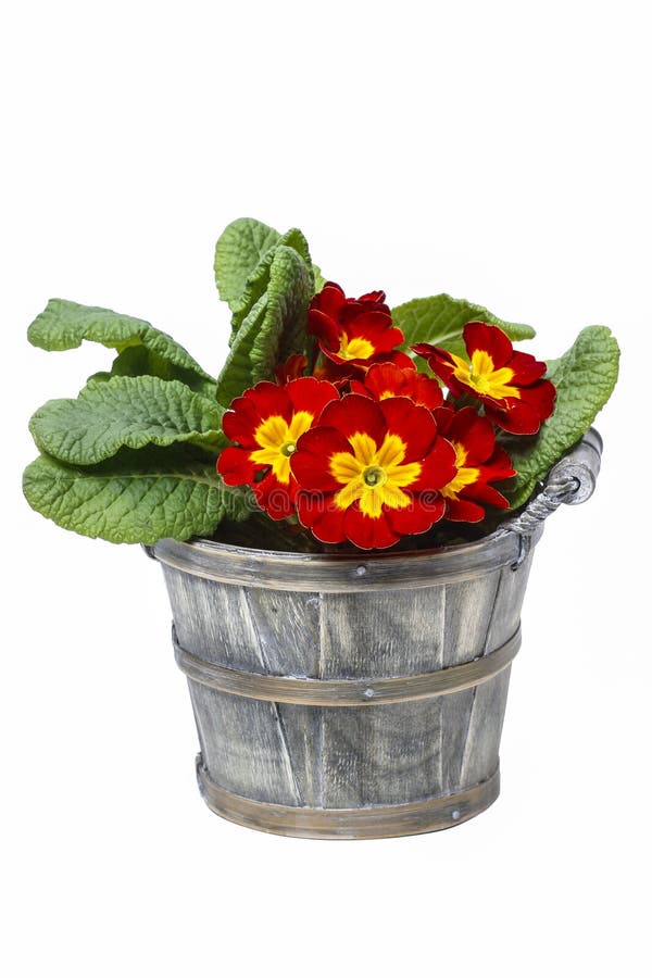 Red Primrose, Symbol of Spring Stock Image - Image of lovely, colorful ...