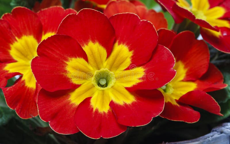 Red Primrose, Symbol of Spring Stock Photo - Image of blossom, april ...