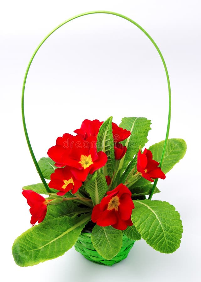 Red Primula in Basket Flowers and Plants Stock Image - Image of basket ...