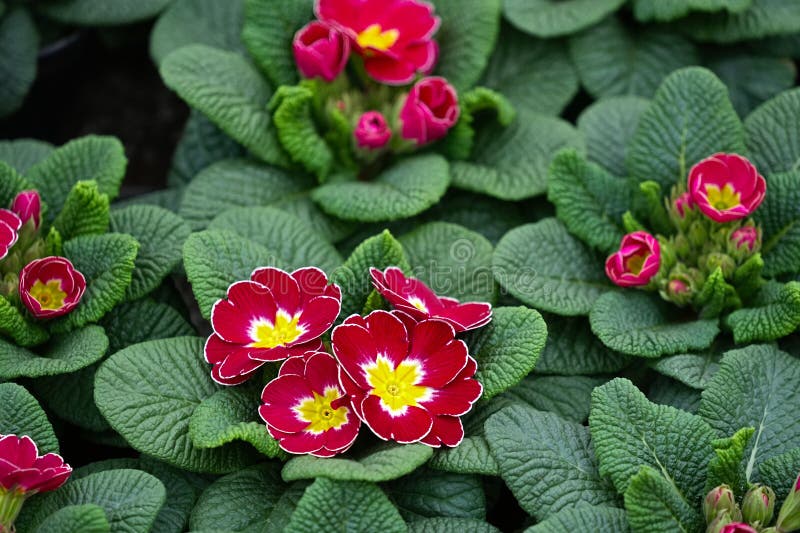 Red Primula Common Flowering Close Up , Top View Stock Photo - Image of ...