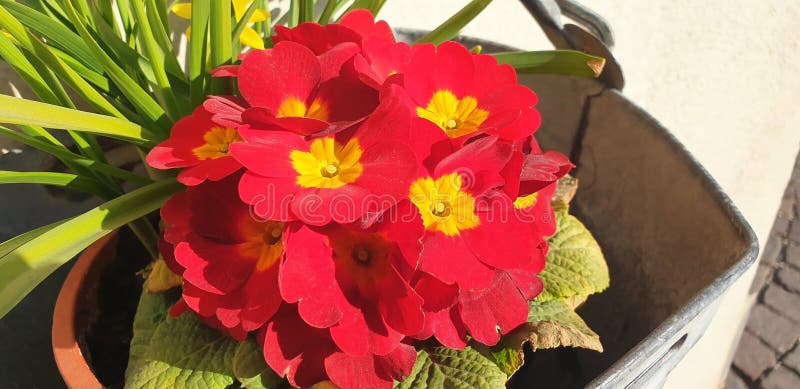 Red Primula Flowers Bloom in a Pot. Stock Photo - Image of stamen ...