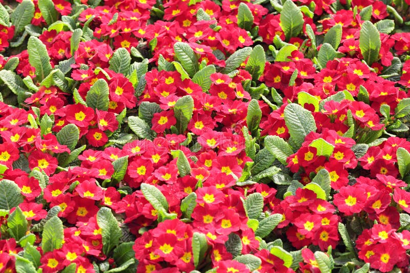 Red Primula stock photo. Image of nature, botanical, leaves - 38868828
