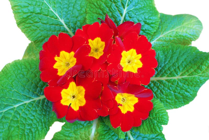 Red Primula Flowers with Green Leaves on White Background Stock Photo ...