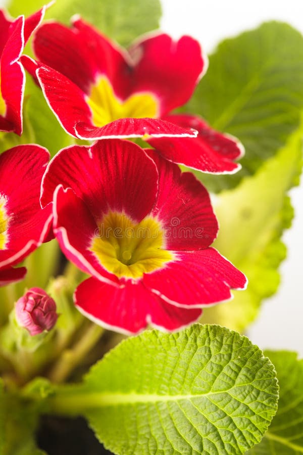 Red primula stock photo. Image of season, seasonal, petal - 36715254