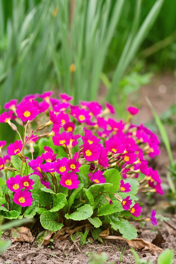 Red Primula Flowers at Spring Stock Photo - Image of vegetation ...