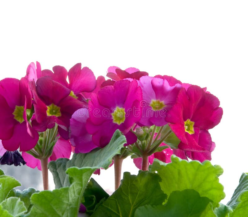Red Primula with Green Leaves in the Pot Stock Image - Image of ...