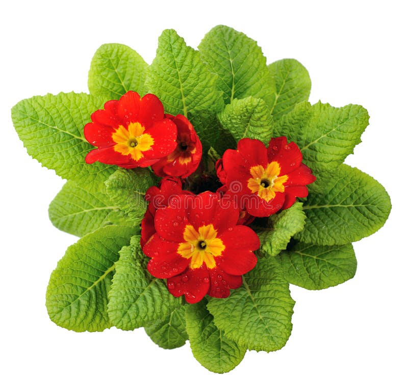 Red primula stock image. Image of background, nature - 53243297