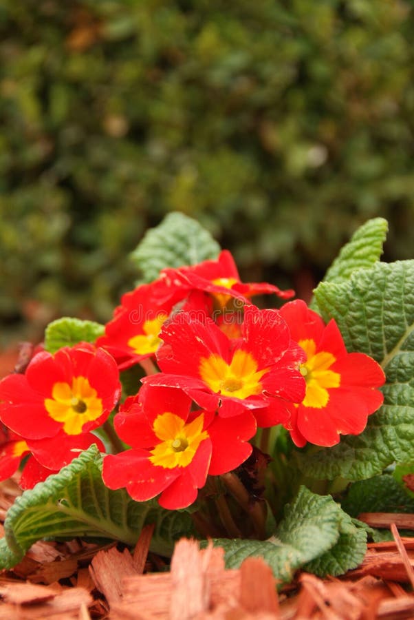 Red primulas stock photo. Image of cultivar, leaves, soil - 13518706
