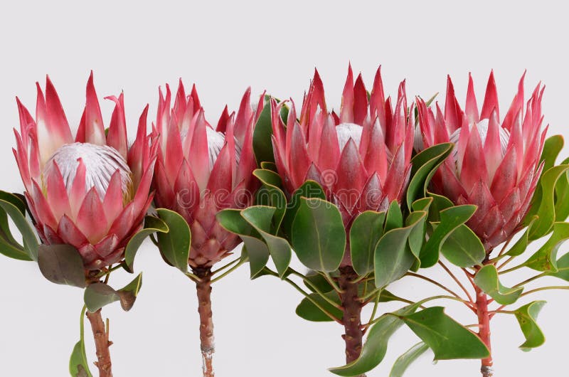 Protea stock photo. Image of blossom, flower, isolated, closeup - 53534