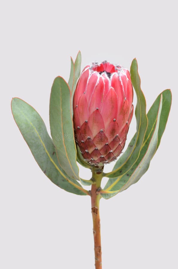 Queen Protea, Protea Magnifica Stock Image - Image of leaves, magnifica ...