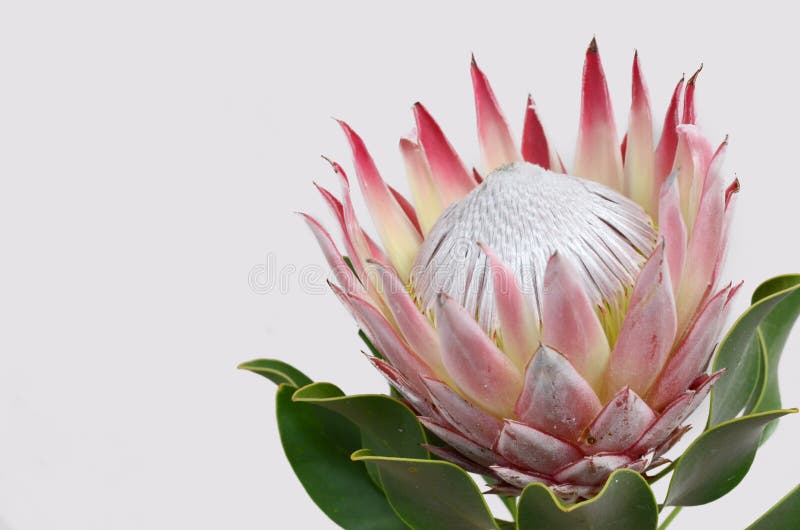 Red Protea Flower for Background Stock Image - Image of nature, head ...