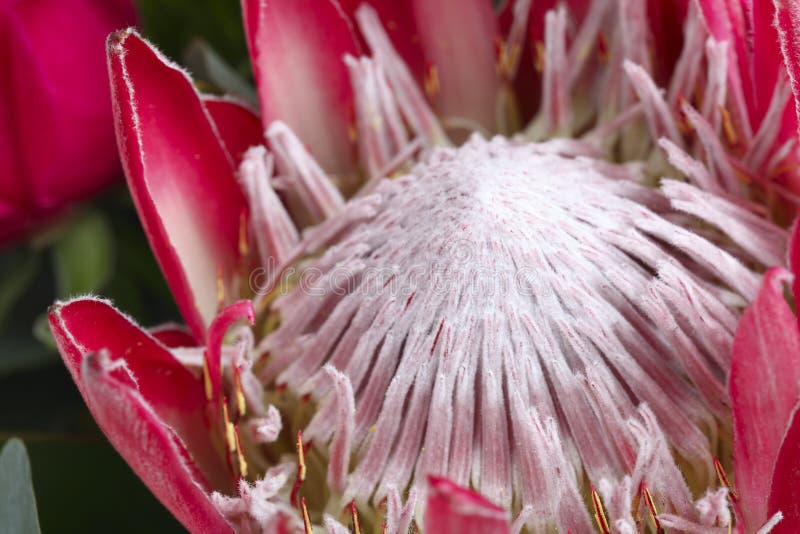 Red Protea flower stock photo. Image of african, macro - 134783864