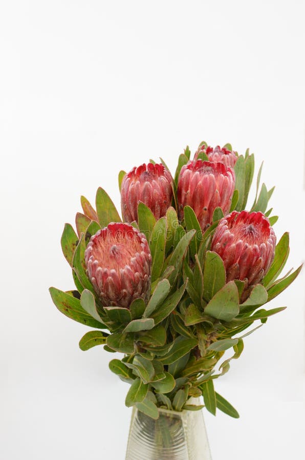 Proteas Border Stock Photos - Free & Royalty-Free Stock Photos from ...