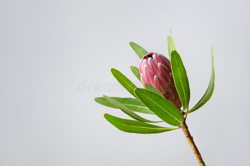A Red Proteus Flower on a Gray Background. One Unique Flower. Sharp ...