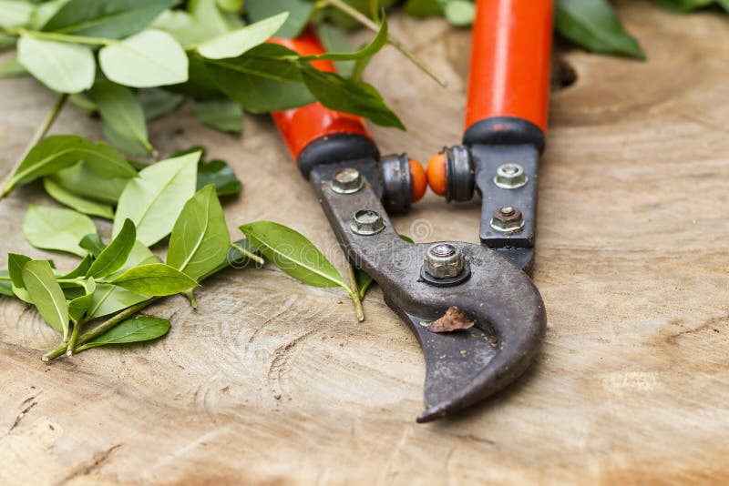 Red pruning shears stock image. Image of leaves, accessory - 234948121