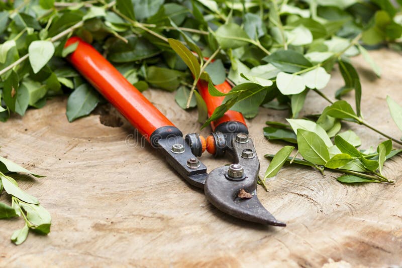 Red pruning shears stock photo. Image of herramienta - 234948170