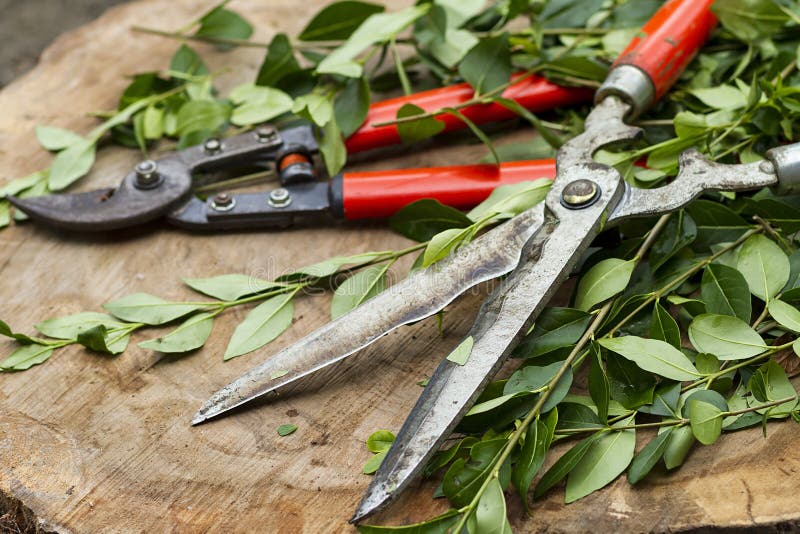 Red pruning shears stock photo. Image of garden, nature - 234948216