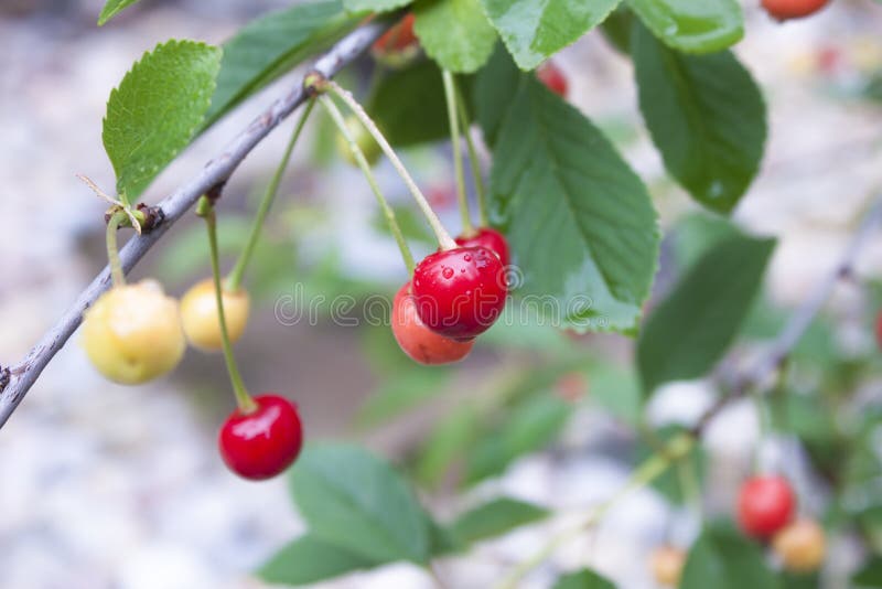 Red prunus cerasus stock photo. Image of fresh, water - 60523672