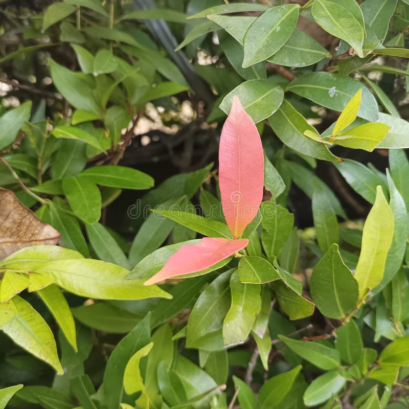 Red pucuk merah stock photo. Image of herb, blossom - 379493214