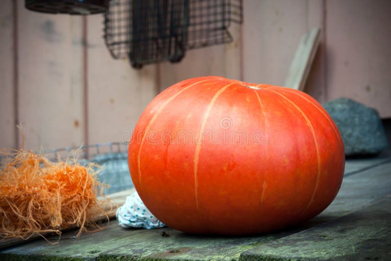Red Pumpkin stock image. Image of vegetable, halloween - 21519517