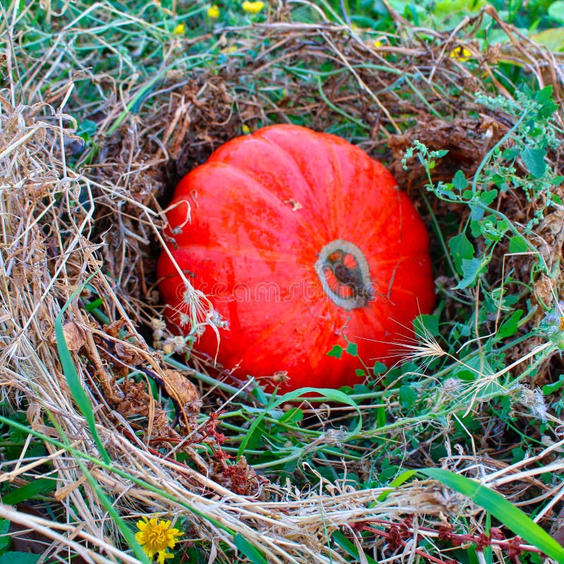 Red Pumpkin in a farm stock photo. Image of leaf, branch - 180400064