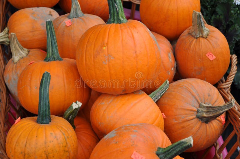Red pumpkins in market stock image. Image of food, haliday - 11319425