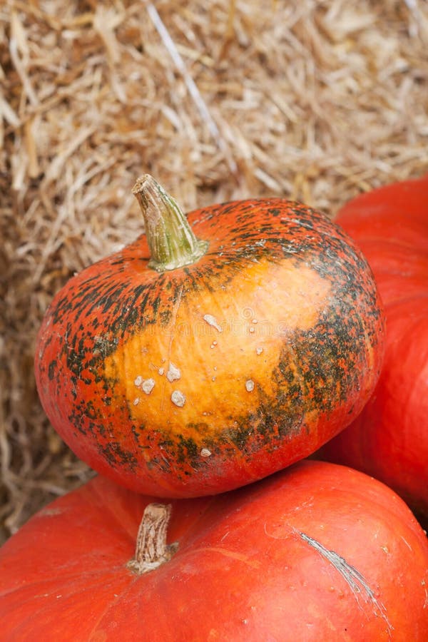 Red Pumpkins stock photo. Image of symbol, halloween - 52806590