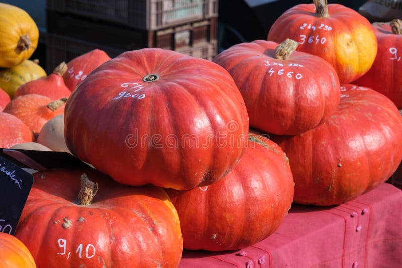 Red pumpkins st the market stock photo. Image of fall - 287388942
