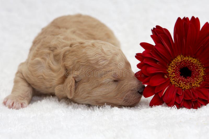 Red Pup stock image. Image of dogs, flower, hound, pets - 5642215