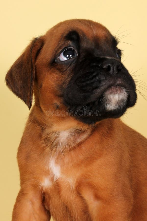 Red Puppy Boxer Fearfully Looking Up Stock Photo - Image of breed ...