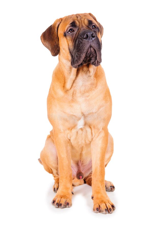 Red Bullmastiff Puppies