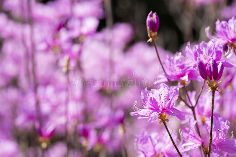 Red purple azalea blossoms stock image. Image of purple - 34622863