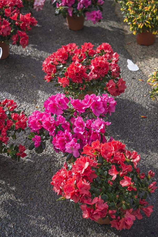 Red and Purple Azalea Flowers in Pots Stock Image - Image of vertical ...