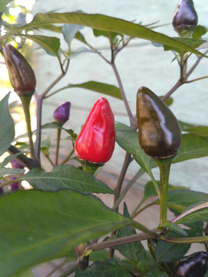 Red and Purple Chili Peppers on the Tree in Garden Stock Image - Image ...