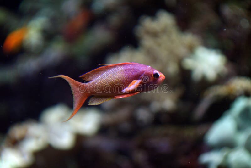Purple fan coral stock photo. Image of tropical, diver - 10852478