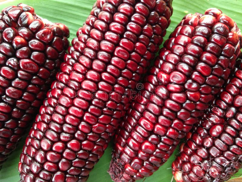 RED CORN COB stock photo. Image of vegetable, husk, masa - 21246490