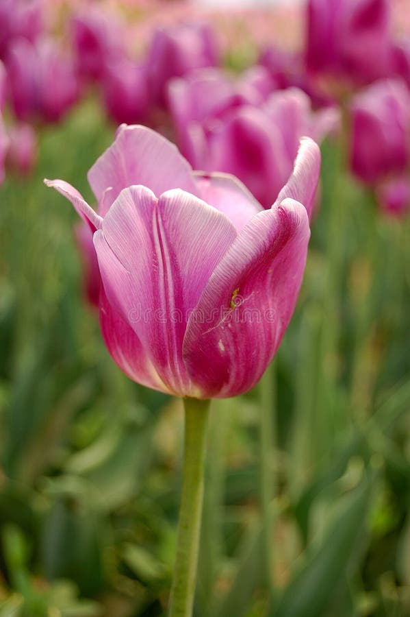Red purple flowers stock image. Image of garden, tulip - 12761037