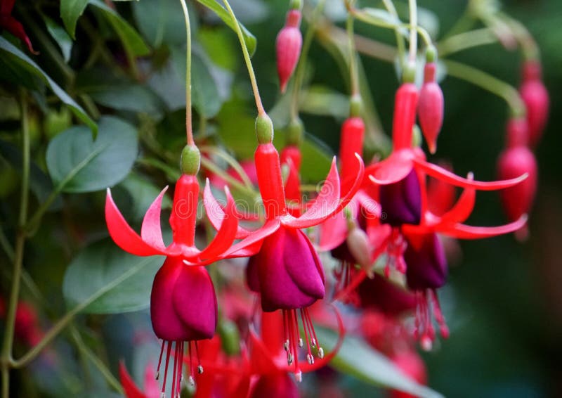 Red and Purple Fuchsia Flowers at Full Bloom Stock Photo - Image of ...