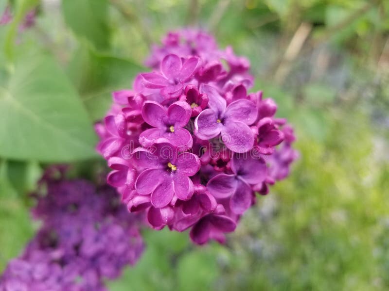 Red Purple Lilacs stock image. Image of petal, herb - 219314711