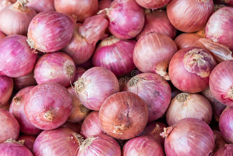 Red or purple onions stock photo. Image of vegetable - 54113656