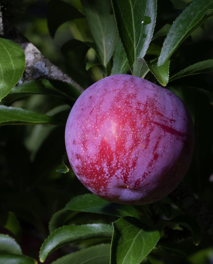 Red and Purple Plum on Its Tree Stock Image - Image of farming, farm ...