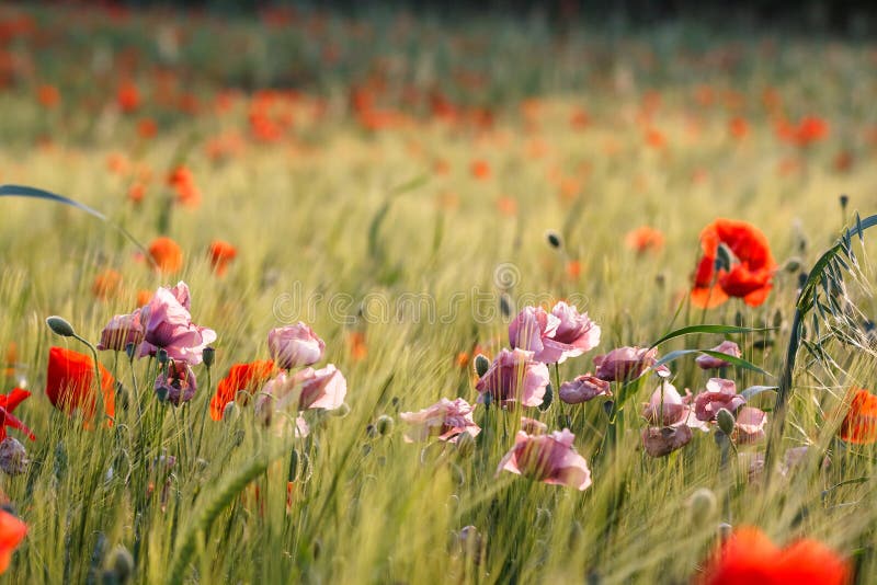 Purple Poppies Isolated on a White Background Stock Photo - Image of ...