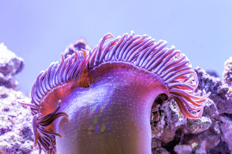 Red purple sea anemone stock photo. Image of invertebrate - 188587384