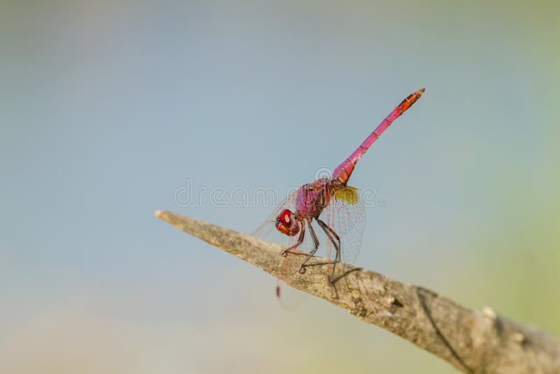 Red and Purplish Dragonfly Close Up Stock Photo - Image of habitat ...