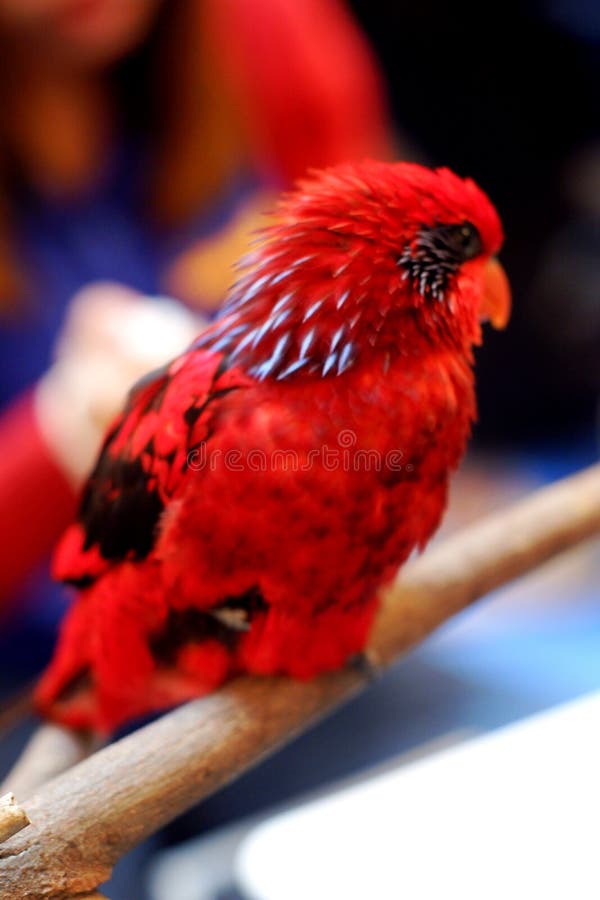 Red pygmy parrot stock image. Image of forest, animal - 150366699