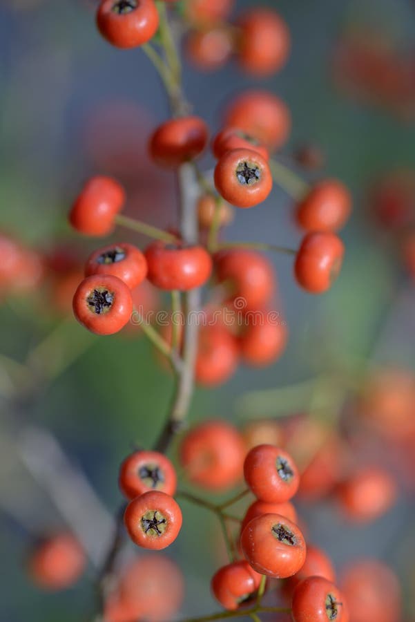 Red pyracantha berries stock photo. Image of cluster - 61591034