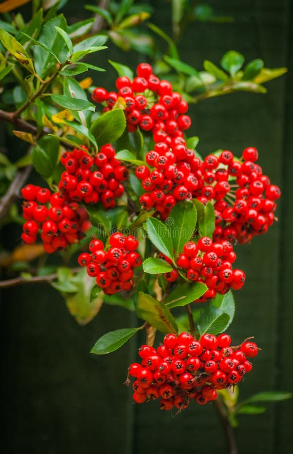 Red Pyracantha Firethorn Berries Stock Image - Image of plant, flora ...