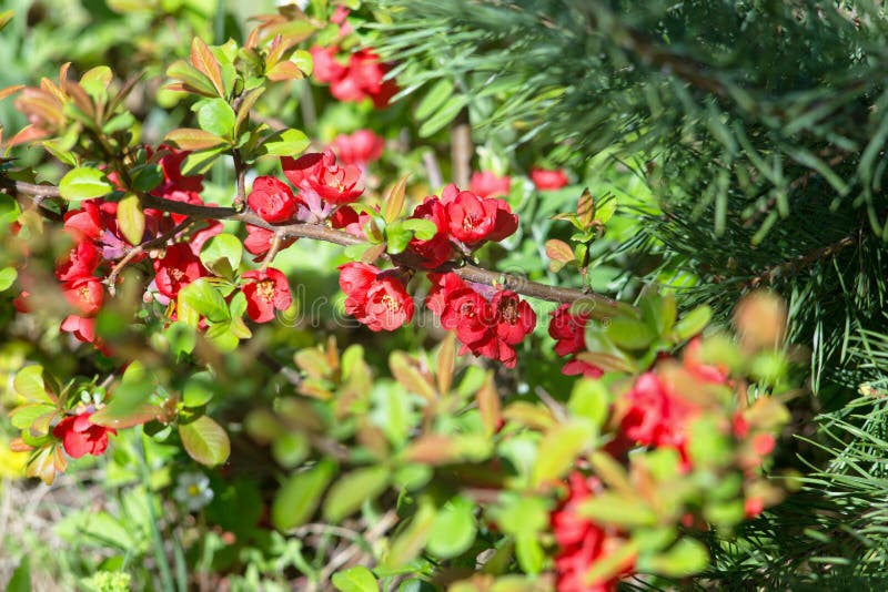 Red quince blooms stock image. Image of revival, flora - 150632079